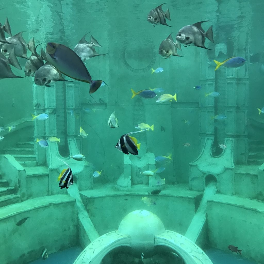 fish-at-seaworld - Make Life Lovely