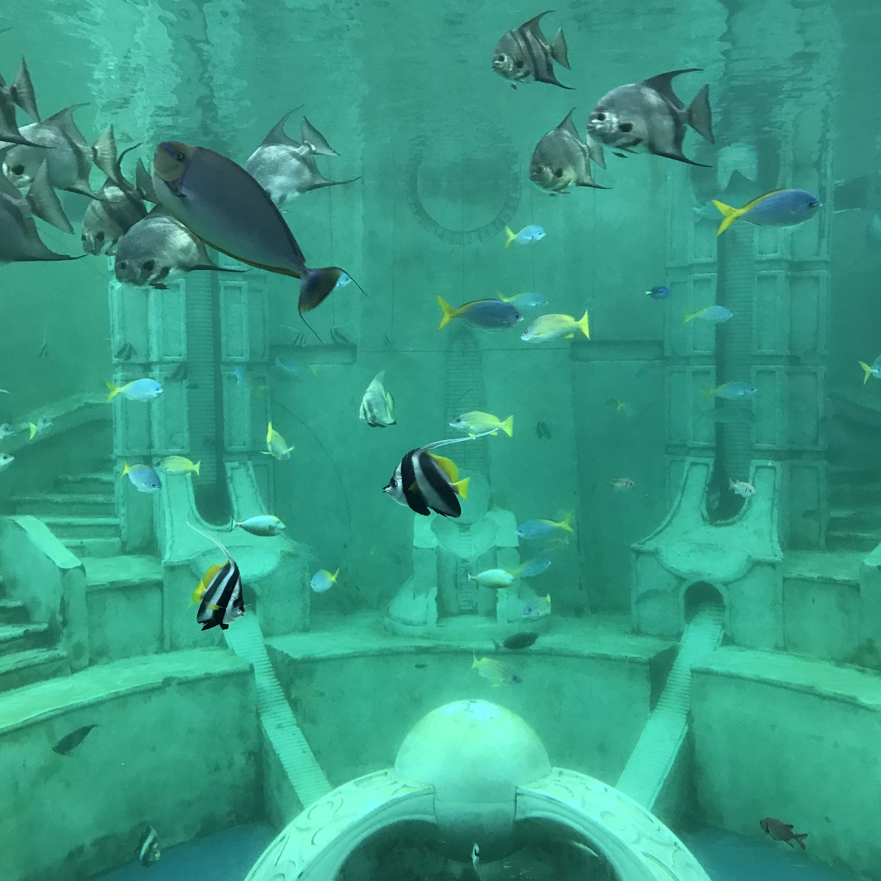 fish-at-seaworld - Make Life Lovely