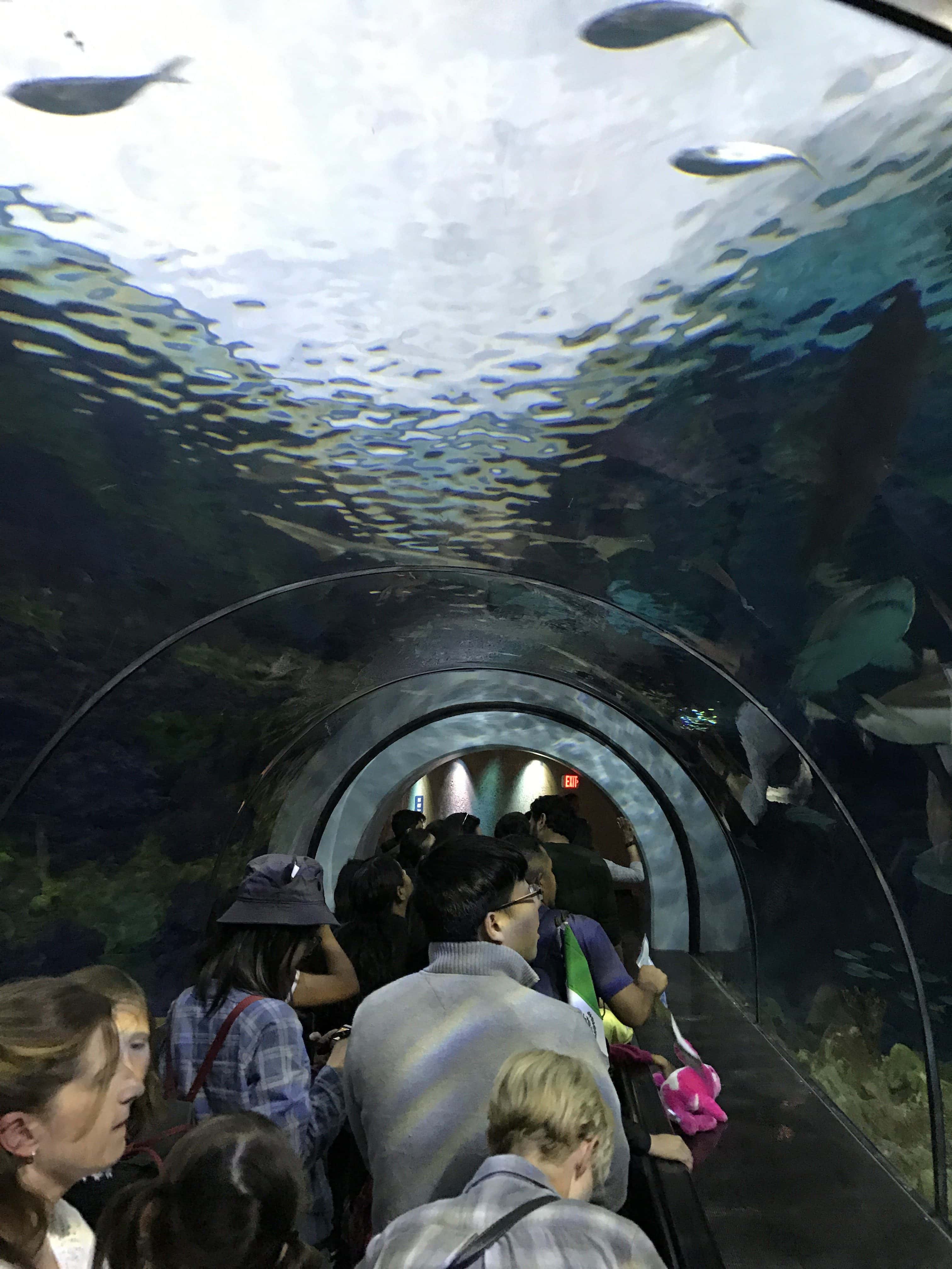 shark-encounter-at-seaworld-san-diego - Make Life Lovely