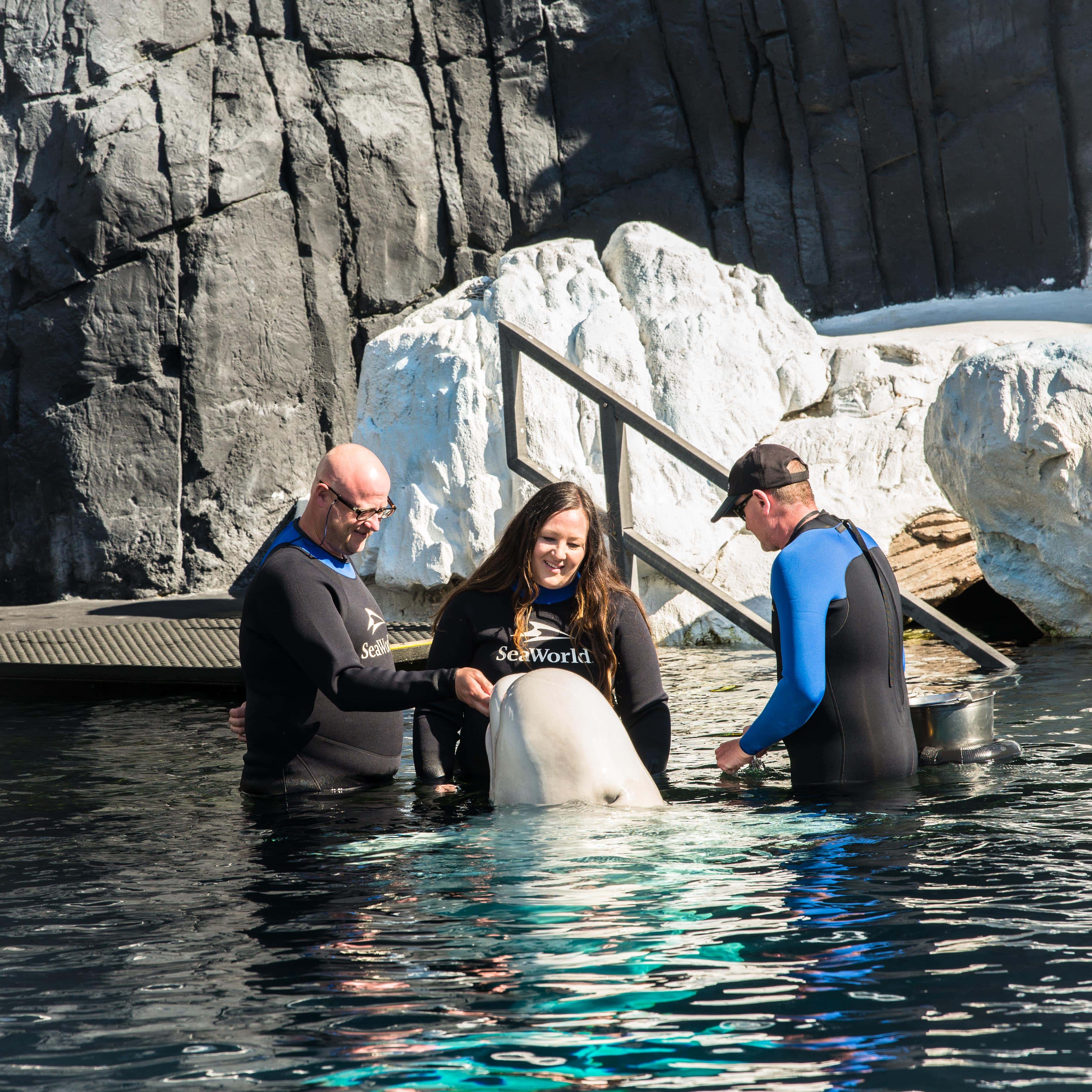 Beluga Interaction Program Seaworld San Diego Make Life Lovely 