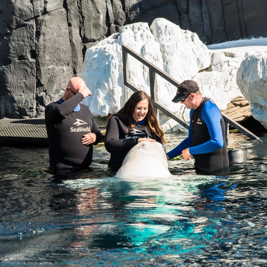 Beluga Whale Interaction Program at SeaWorld San Diego - Make Life Lovely