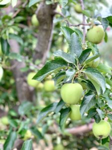 Apple and Pear Picking in Breathtaking Julian, CA - Make Life Lovely