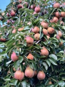 Julian apple picking and pear picking - Make Life Lovely