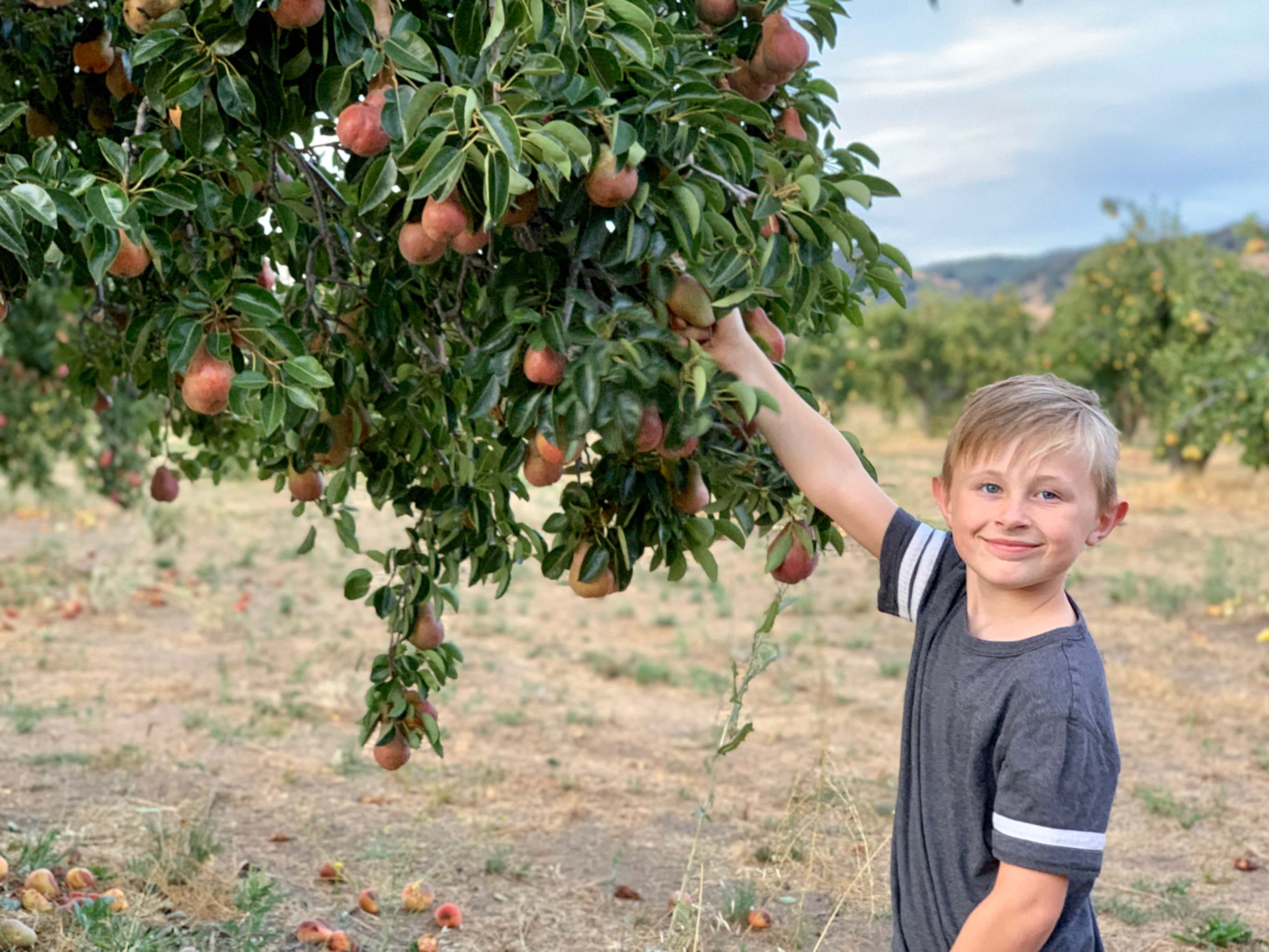 Pear picking in Julian CA - Make Life Lovely