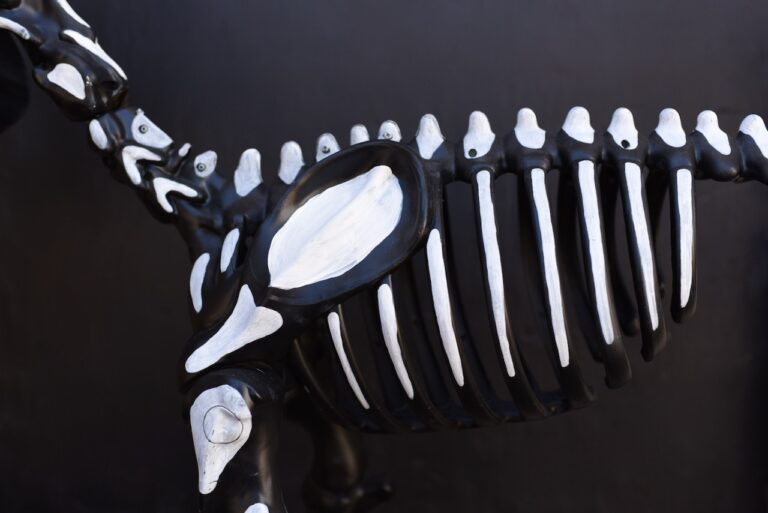 Day of the Dead Animals Skeleton DIY